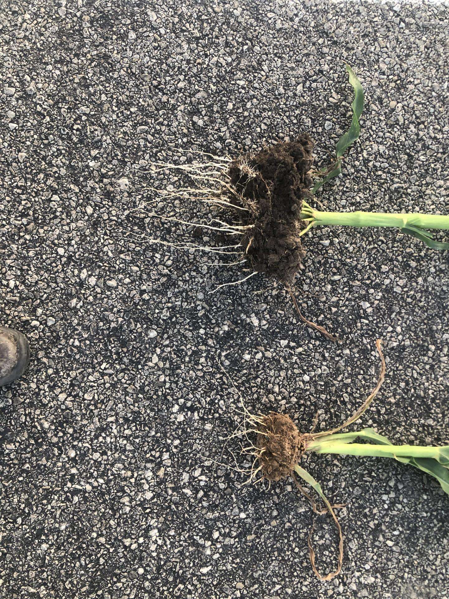 No-Till Vs Tillage - Agresol - Regenerative Agriculture Consulting ...