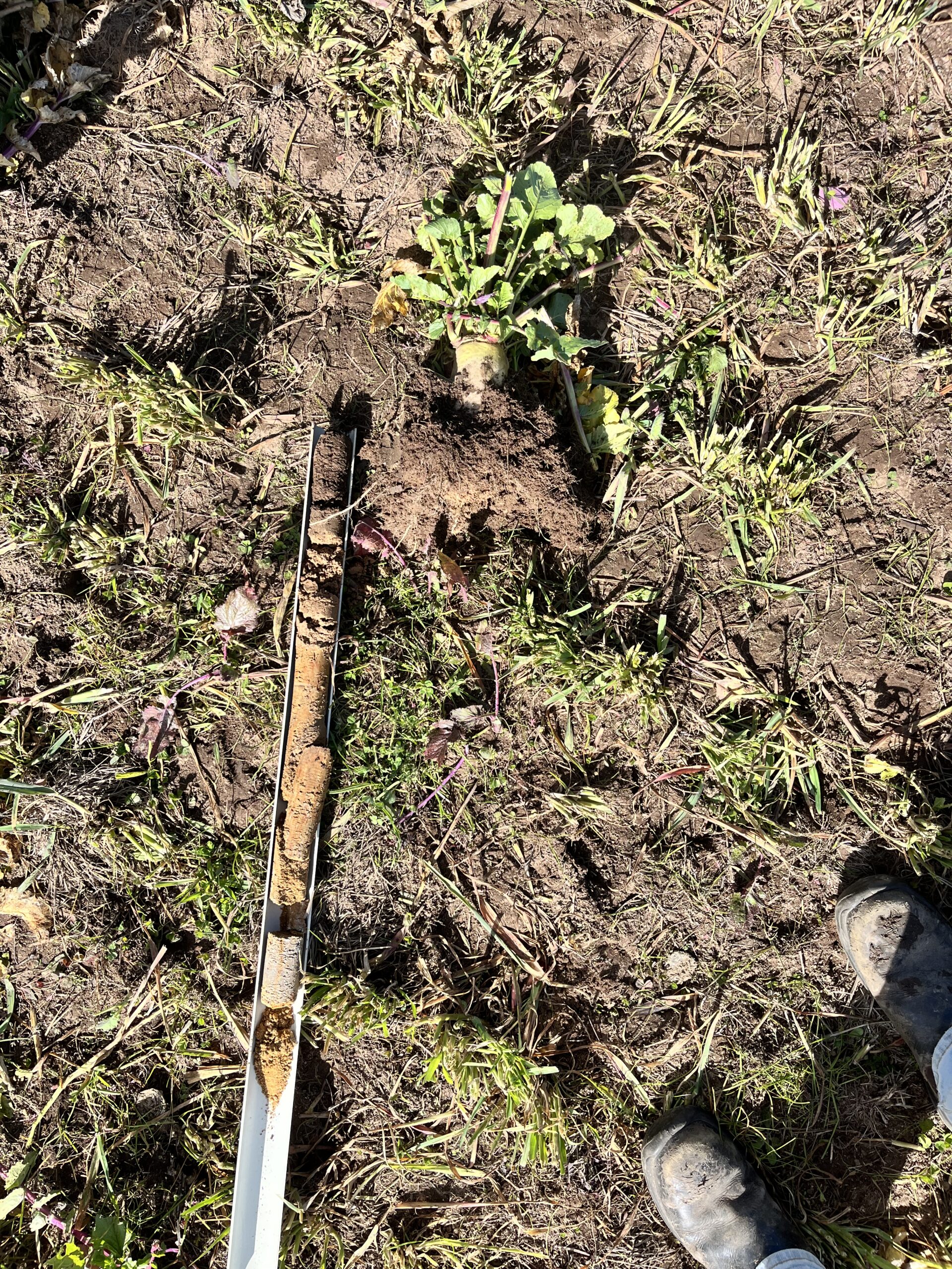 12 Benefits Of Cover Crops - Agresol - Regenerative Agriculture ...